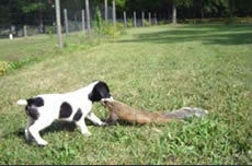 How To Train A Squirrel Dog